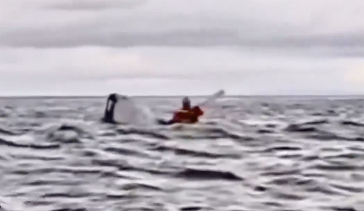 Humpback Whale Swallows Kayaker Then Spits Him Back Out