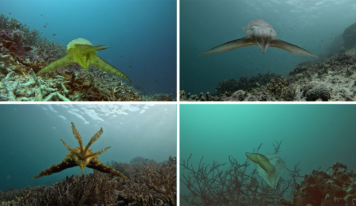 Video of Cuttlefish Hunting Methods Will Absolutely Blow Your Mind