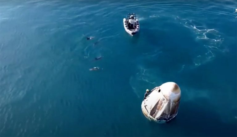 Watch These Dolphins Welcome SpaceX's Crew-9 Dragon Astronauts Home