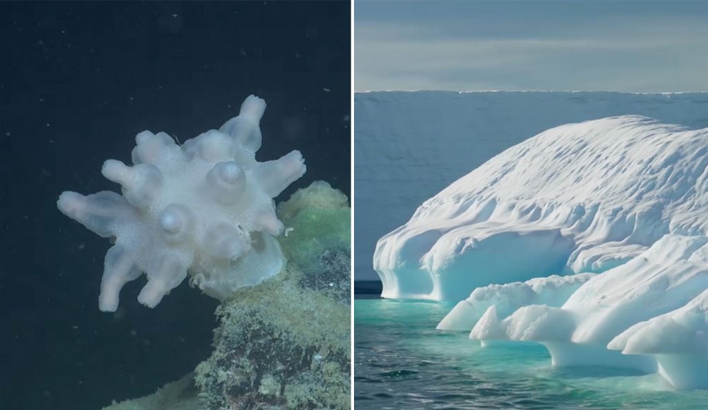 Brand New Ecosystem Found After Antarctic Ice Shelf Breaks Loose