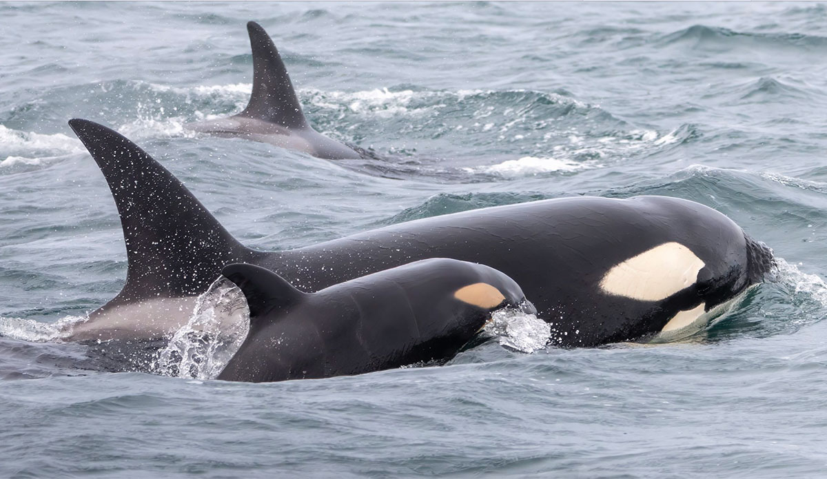 Killer Whale Calf Spotted in Puget Sound Is the Great Grand-Calf of a ...