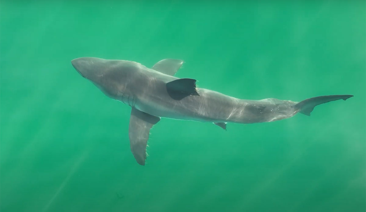 Drone Footage Follows Great White Sharks at Huntington Beach Pier