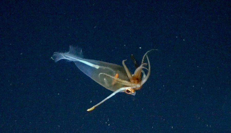 Glacial Glass Squid Filmed for the First Time In This Beautiful Footage