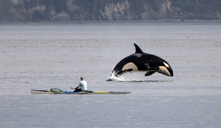 The Story Behind the Viral Photo of an Orca and an Outrigger Canoe