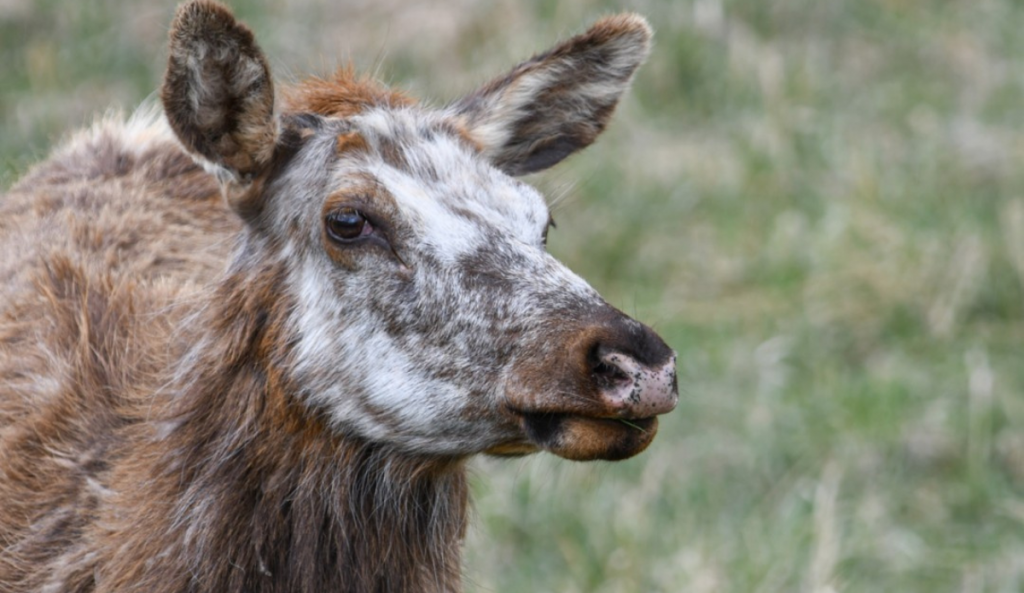 Colorado Parks and Wildlife Shares Photos of Super Rare, '1 in 100,000 ...