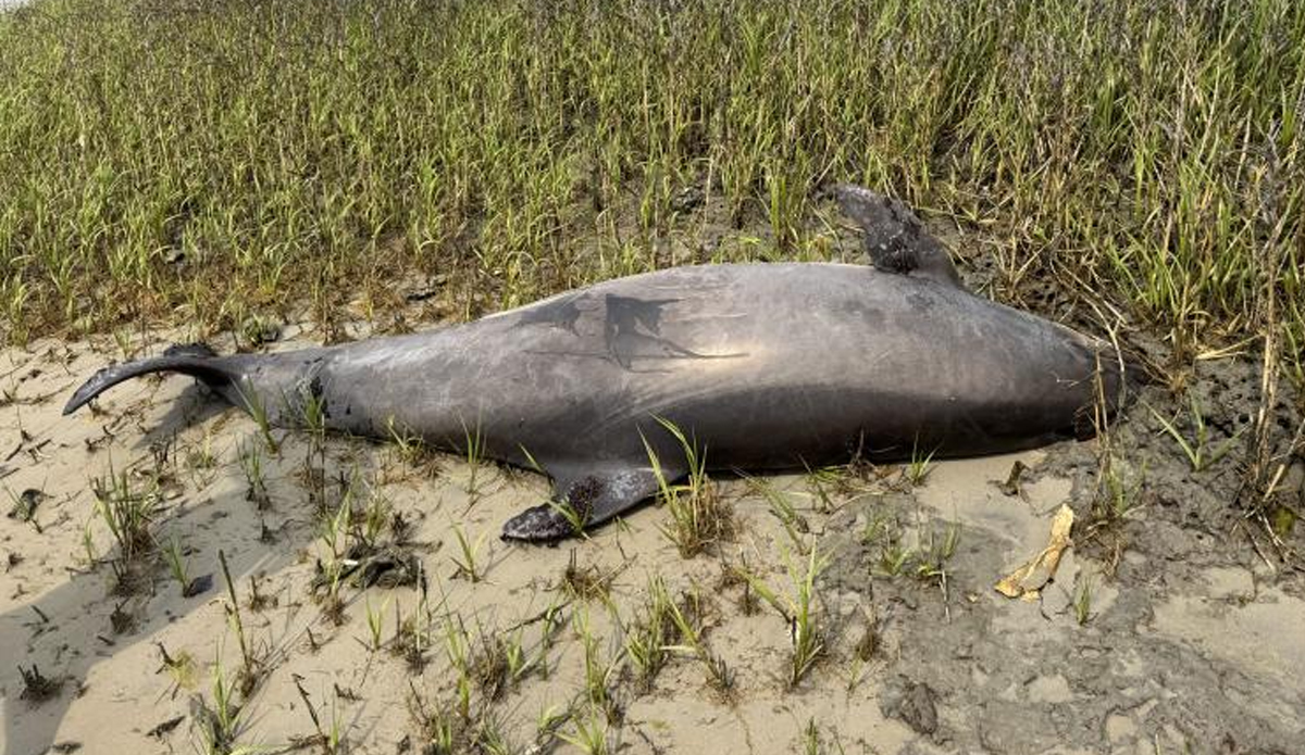 North Carolina Dolphin Found Dead, Decapitated, Diseased