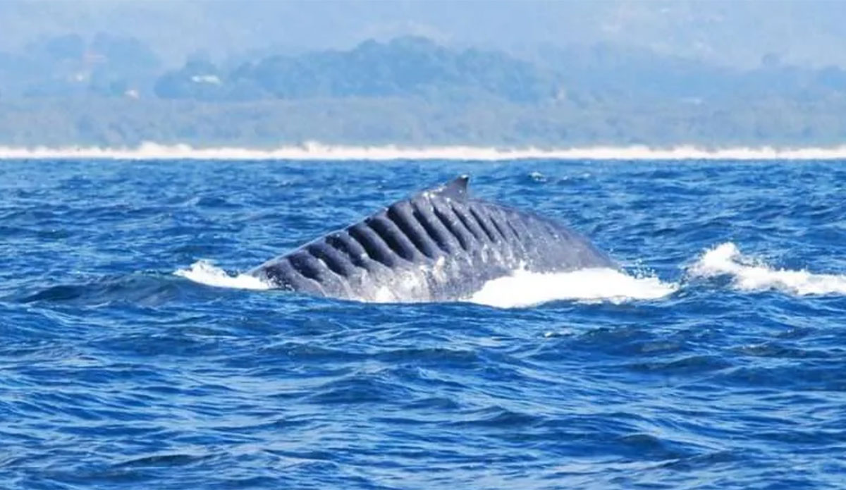 This Is the Story of Bladerunner, a Humpback Whale That Survived a ...