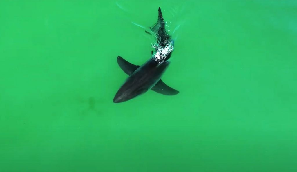 Great White Shark Chases Drone's Shadow Like a Cat Chasing a Laser Pointer