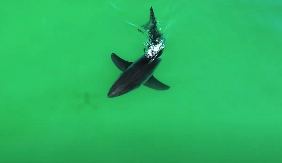Great White Shark Chases Drone's Shadow Like a Cat Chasing a Laser Pointer
