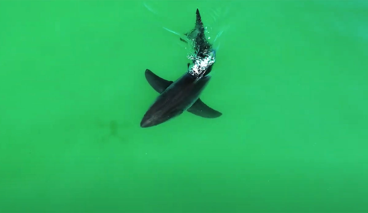 Great White Shark Chases Drone's Shadow Like a Cat Chasing a Laser Pointer