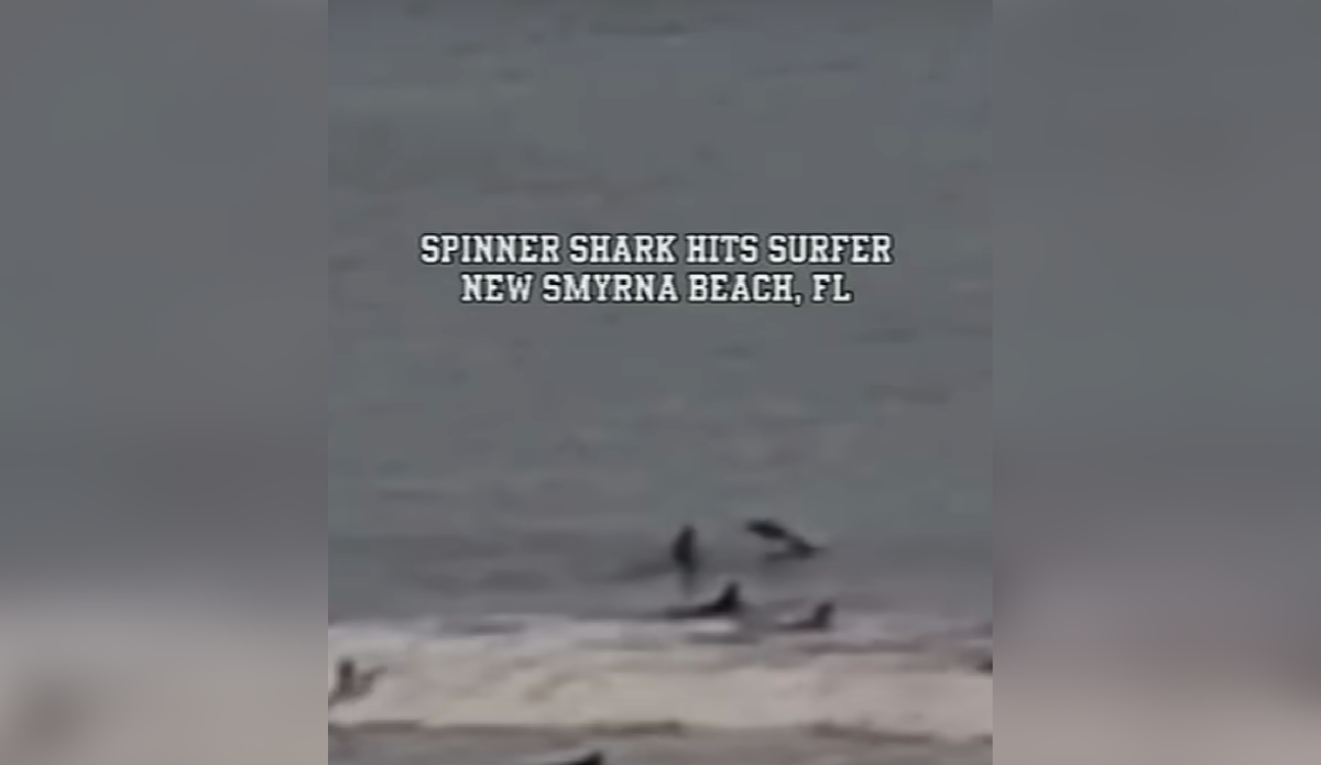 Florida Man Has Most 'Florida Man' Shark Encounter Ever Caught On Camera