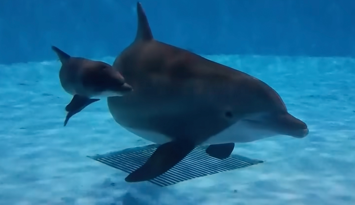 Bottlenose Dolphin Born in Chicago Zoo, as Seen in Video Captured by Staff