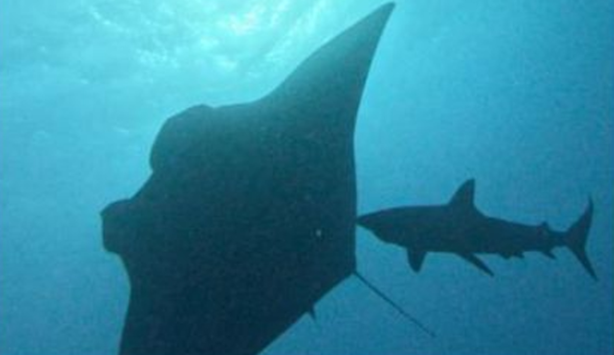 Sharks Are Using Manta Rays to Remove Parasites, Study Shows
