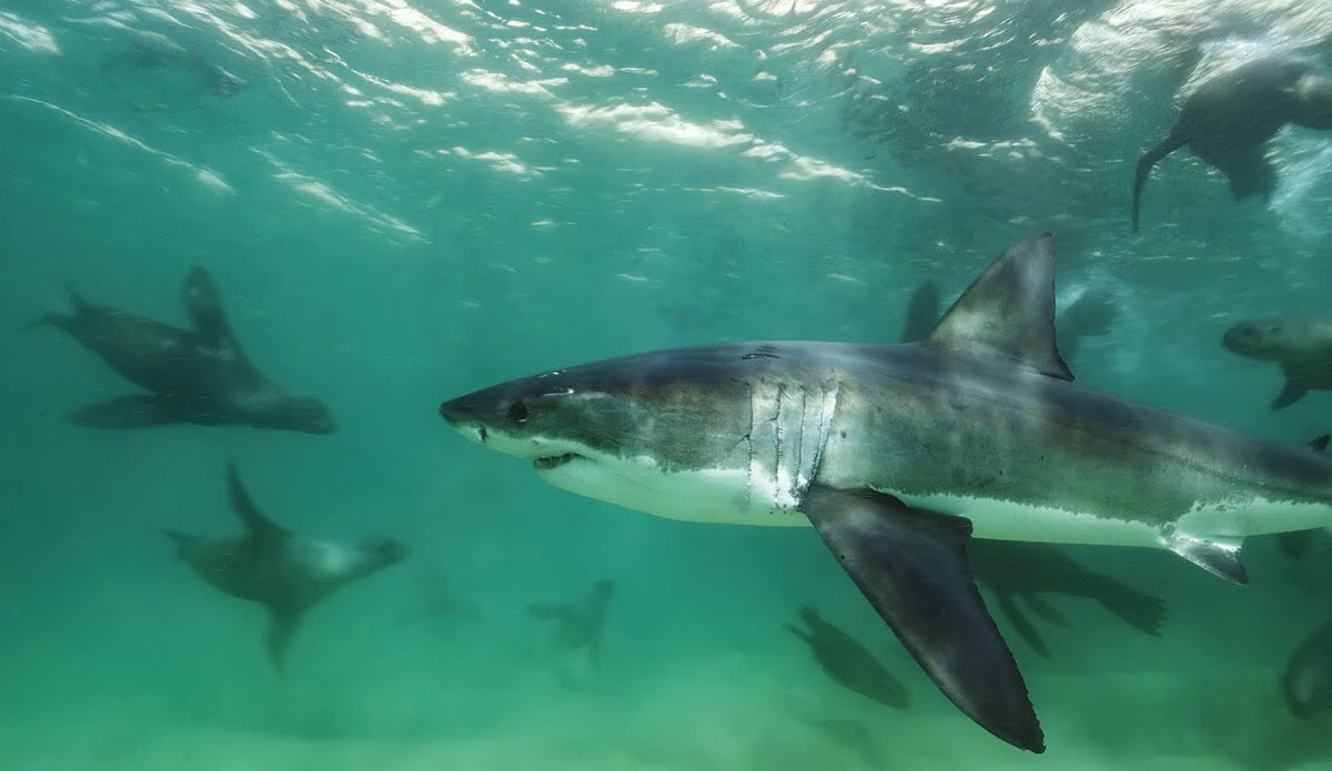 Massive Great White Shark Gets Mobbed by a Seal Gang