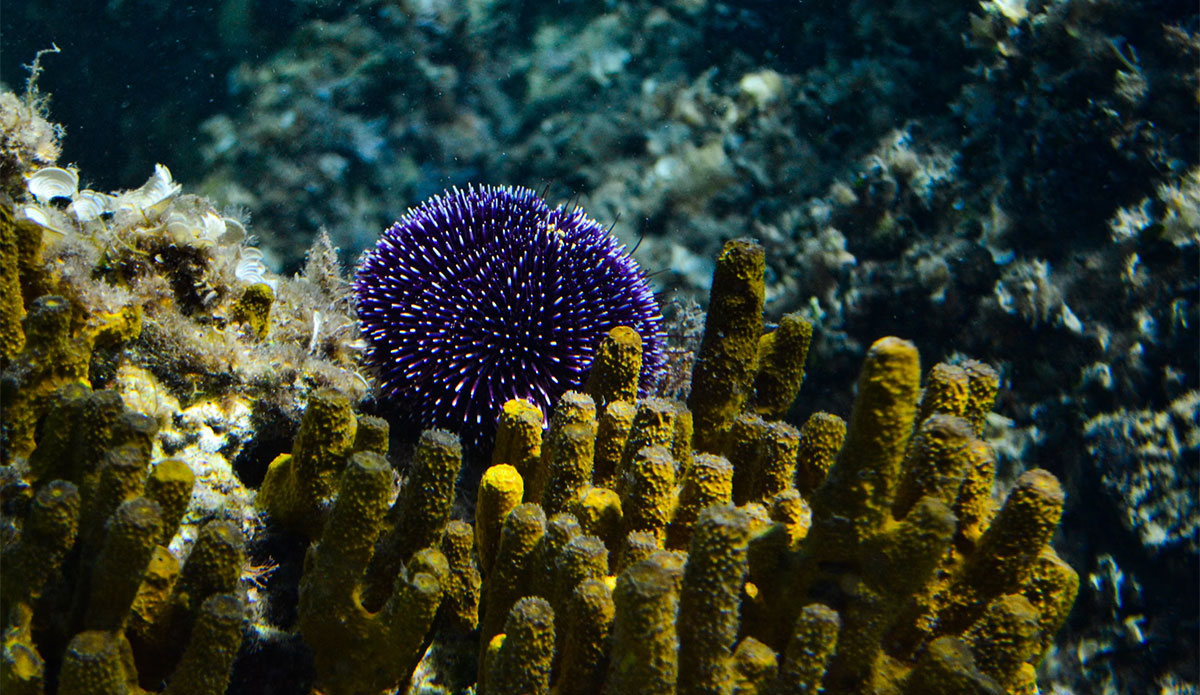 Sea Urchin Populations in Hawaii Are Growing So Fast They're Killing Reefs