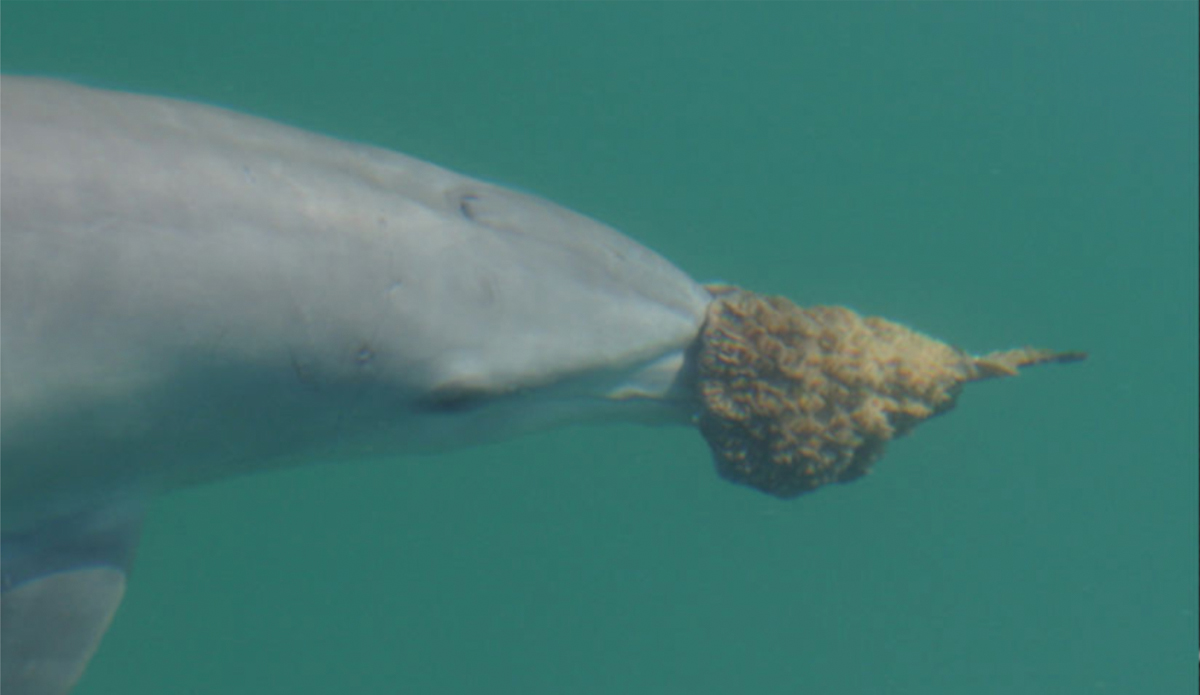 Dolphins Spotted Wearing Sponges on Their Noses to Hunt for Fish
