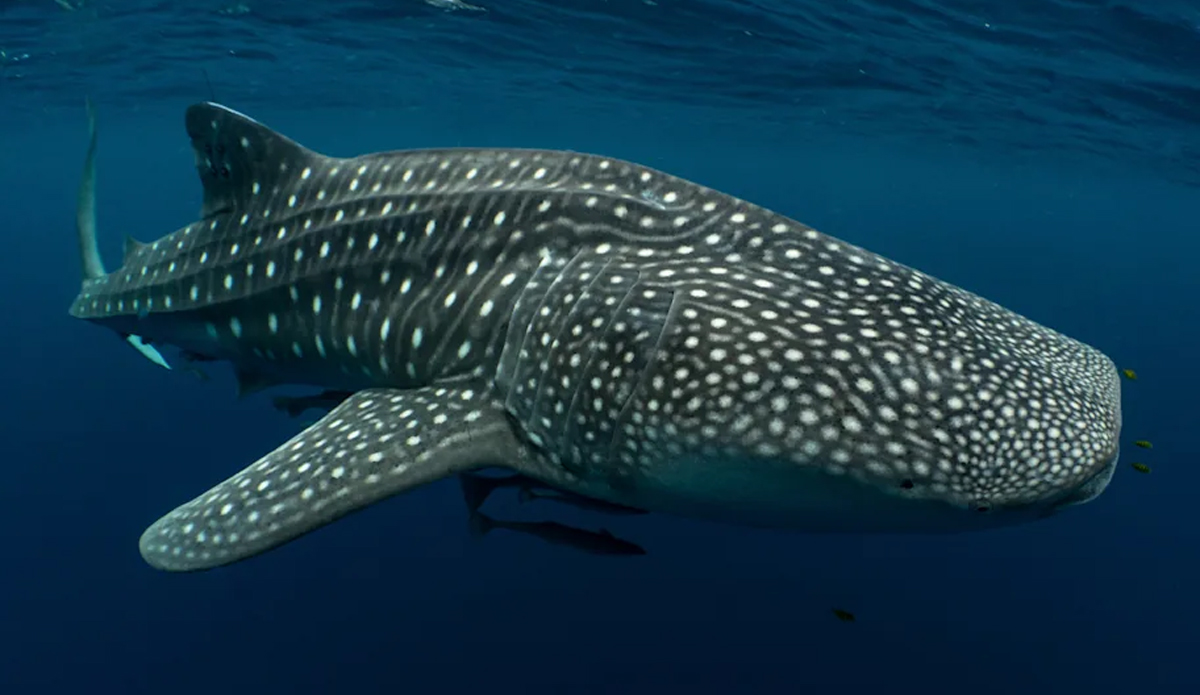 Study Finds Four In Five Whale Sharks Have Human-Caused Injuries
