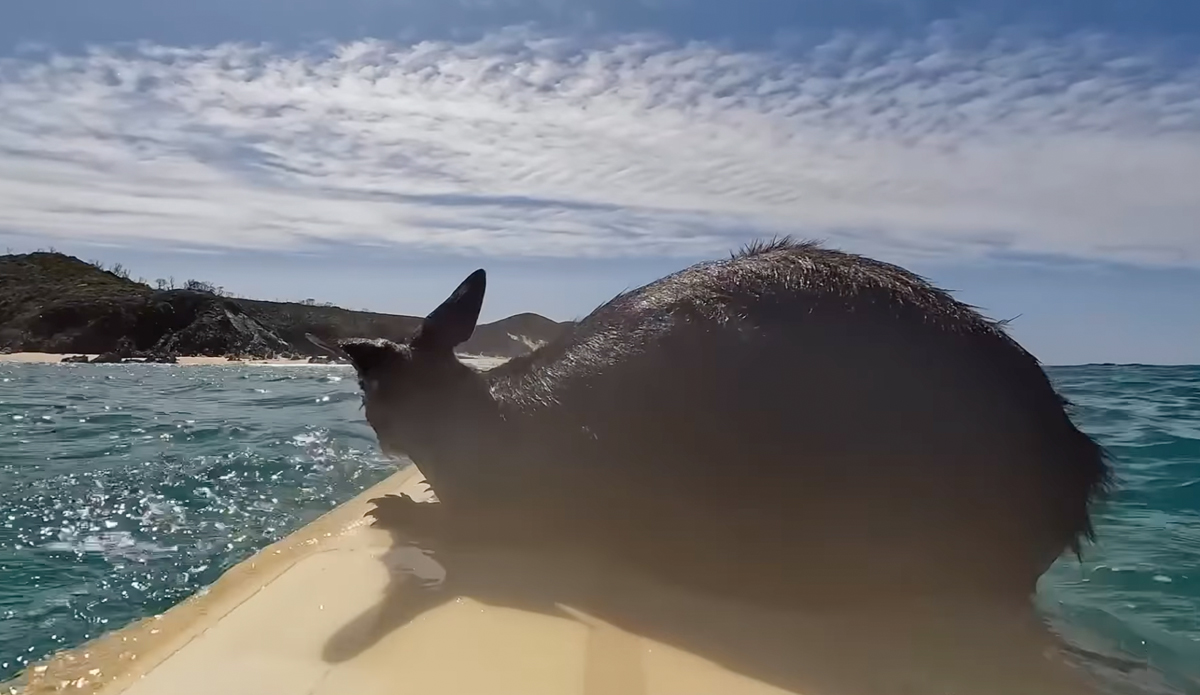 Australian Surfers Rescue Wallaby Lost At Sea