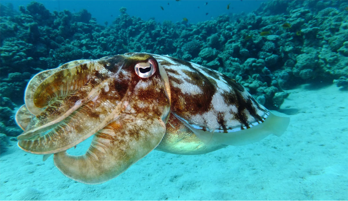 Cuttlefish Are Smart Enough to Pass a Delayed Gratification Test ...