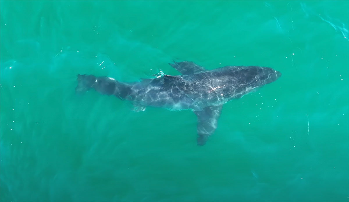Great White Shark Filmed Missing Half of Its Tail Fin