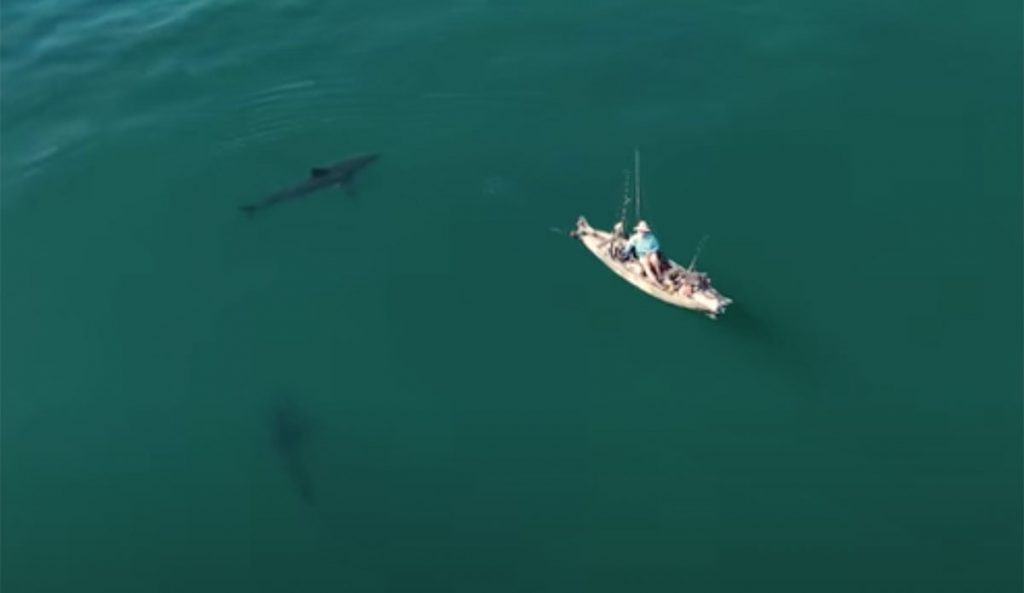 Watch a Pair of Great White Sharks Get Very, Very Close to a California ...
