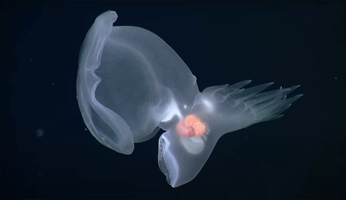 Meet the 'Mystery Mollusc,' a Remarkable New Deep-Sea Swimming Sea Slug