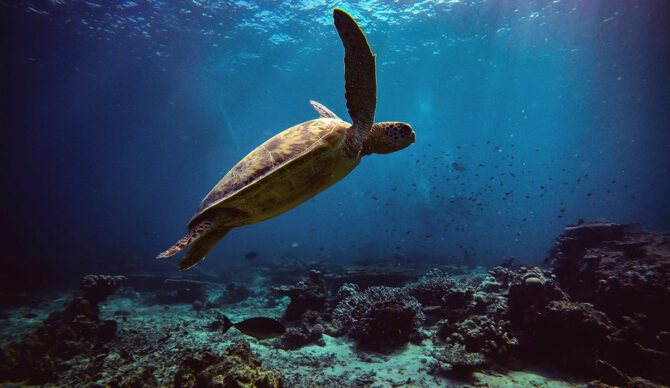 Green Sea Turtles No Longer Considered Endangered in Conservation Milestone