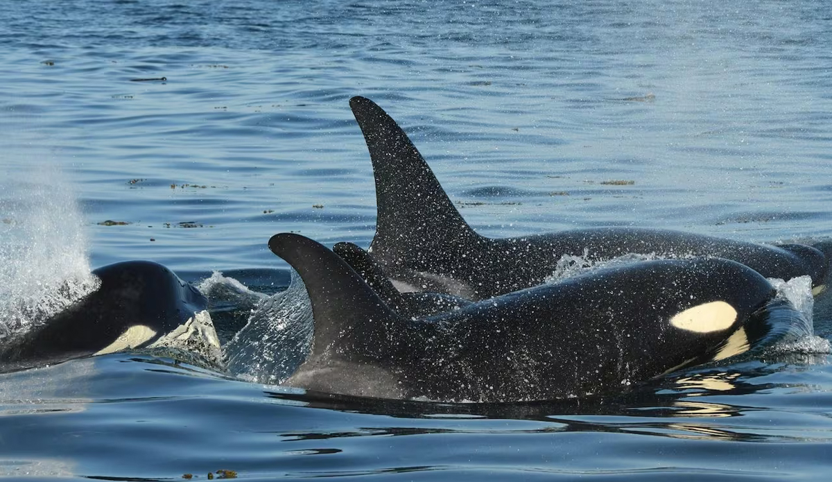 New Baby Orca Spotted in Southern Resident Killer Whale Population