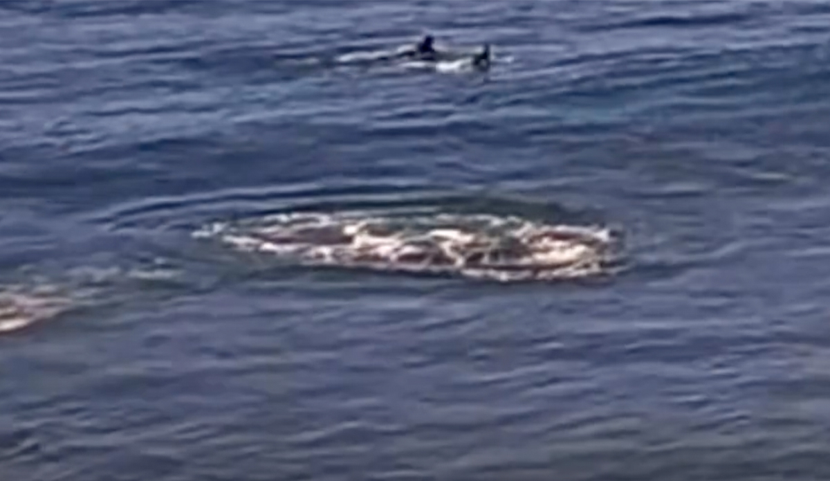 San Clemente Surfers Get Scare When Dolphin Flails Through Lineup