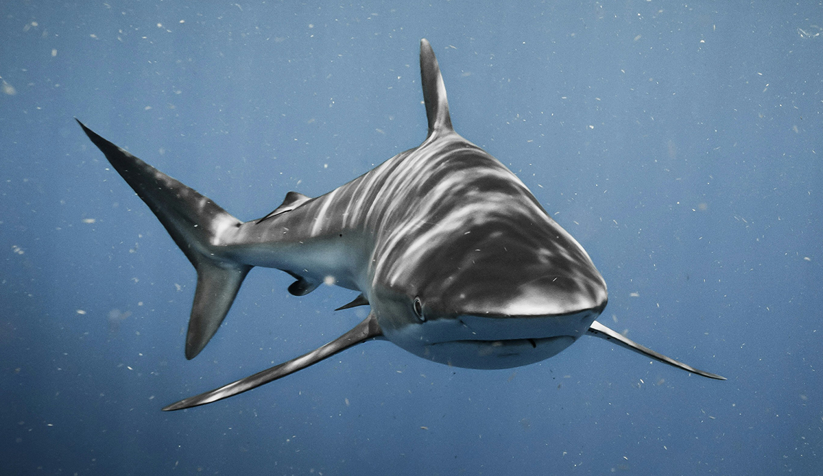 Shark Rips Off Minnesota Woman's Arm in Virgin Islands