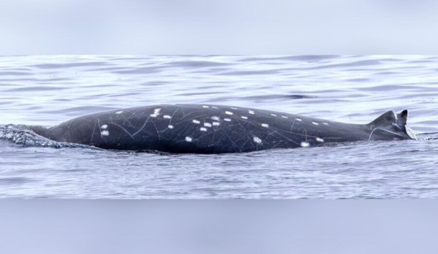 Rare Tusked Whale Spotted Alive For First Time