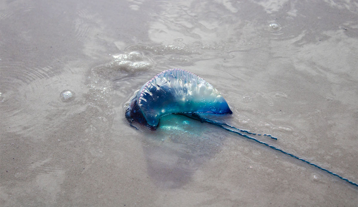 Bluebottle Jellyfish Are Invading Australian Beaches Again