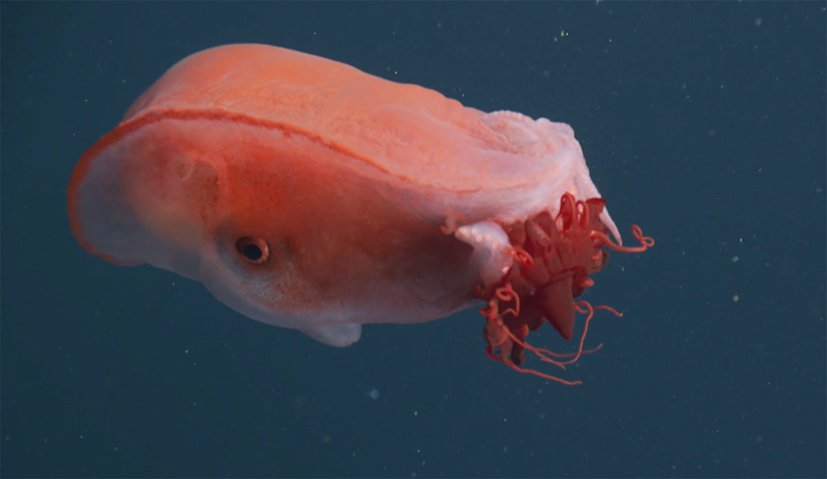Seven-Arm Octopus Filmed Alive In Incredibly Rare Footage From Monterey Bay
