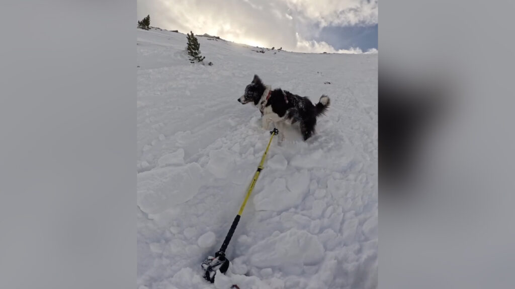 Skier Caught in Avalanche With Dog Captures It All on Video