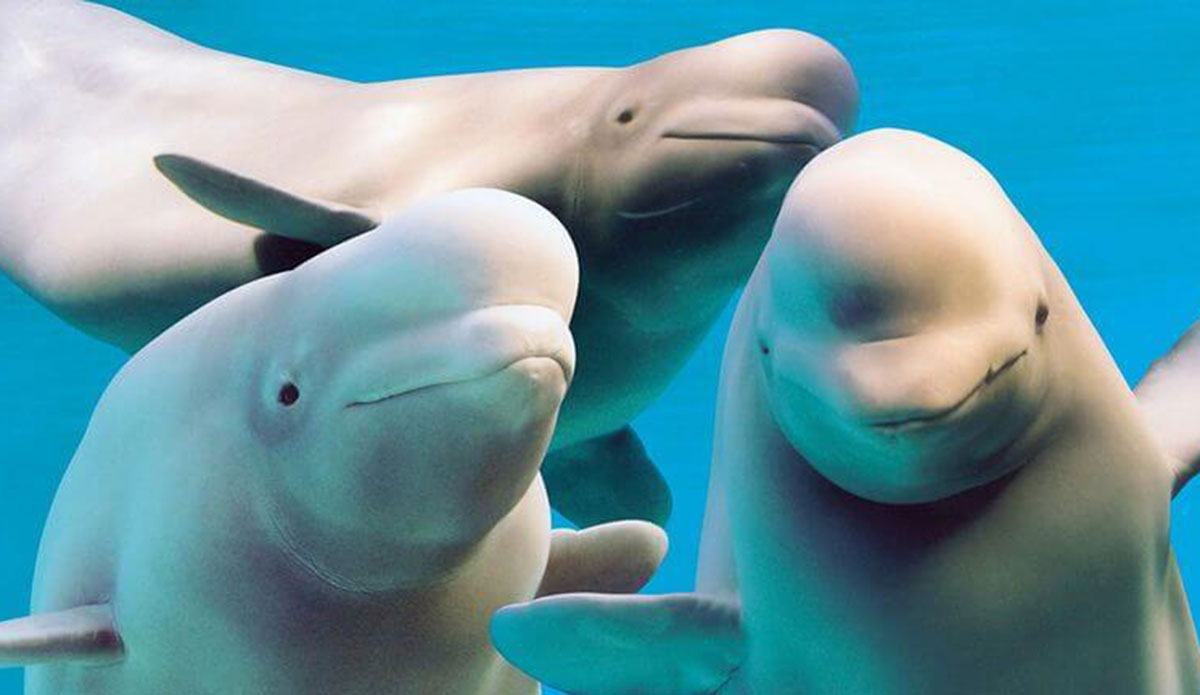 Marineland Is Threatening to Kill 30 Beluga Whales and 4 Dolphins Again