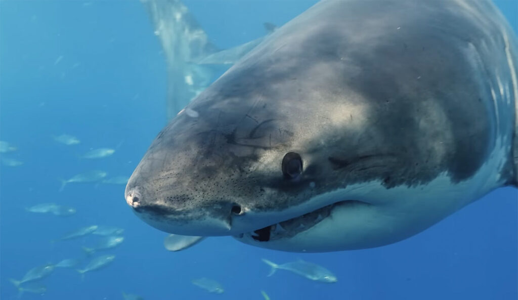 Are Great White Shark Attacks Really More Likely in Australia Than They ...