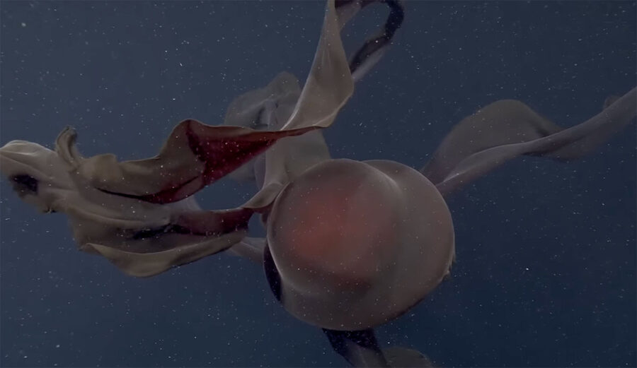 Giant Phantom Jellyfish Filmed in Super-Rare Footage From Antarctica