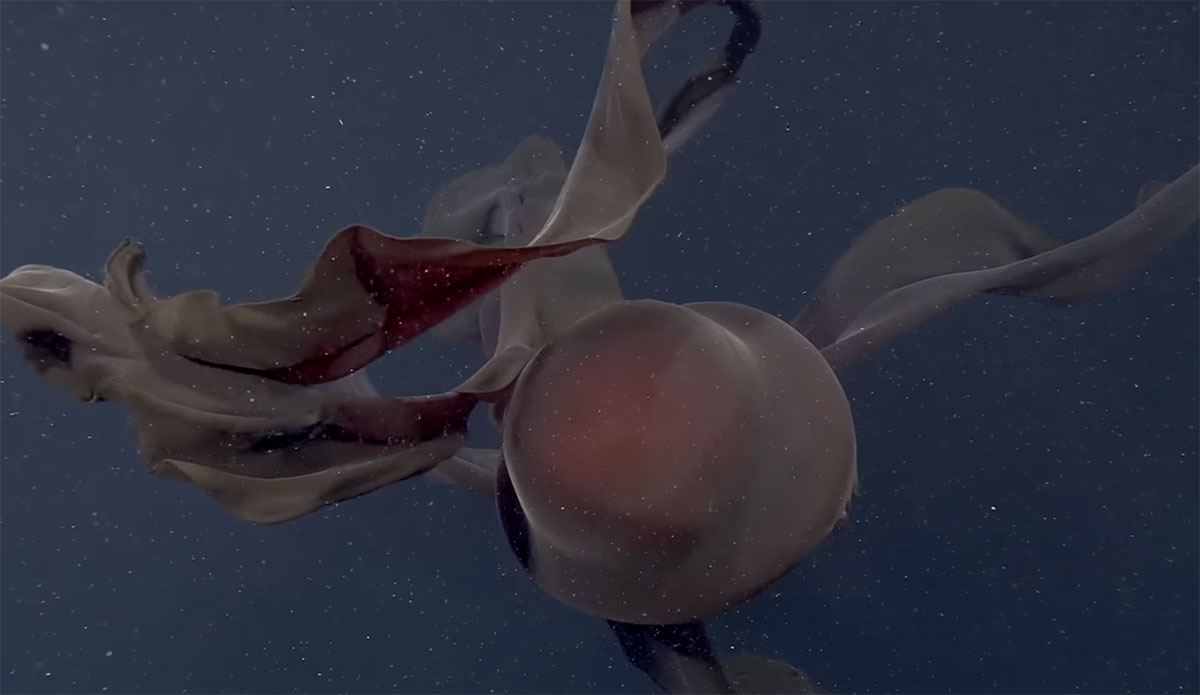 Giant Phantom Jellyfish Filmed in Super-Rare Footage From Antarctica