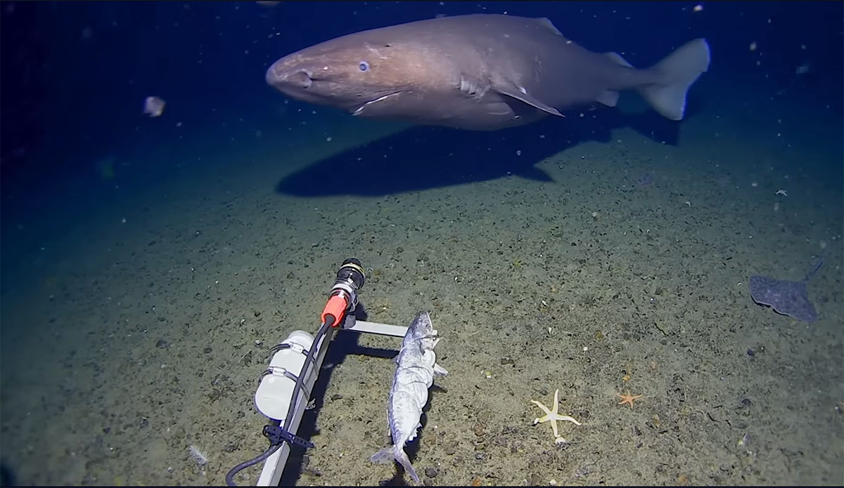 Sleeper Shark Spotted in Antarctic Waters for Possibly the First Time Ever