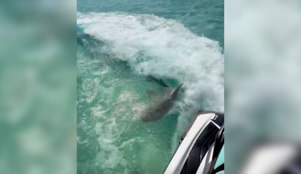 Bull Shark Attacks Jet Ski in Wild Video