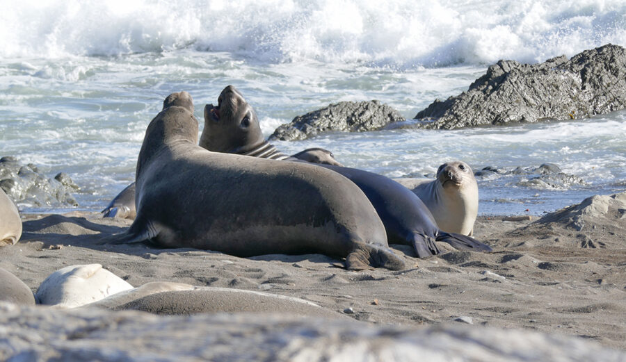 Avian Flu Reaches New Northern California Beach, Threatening Marine Life