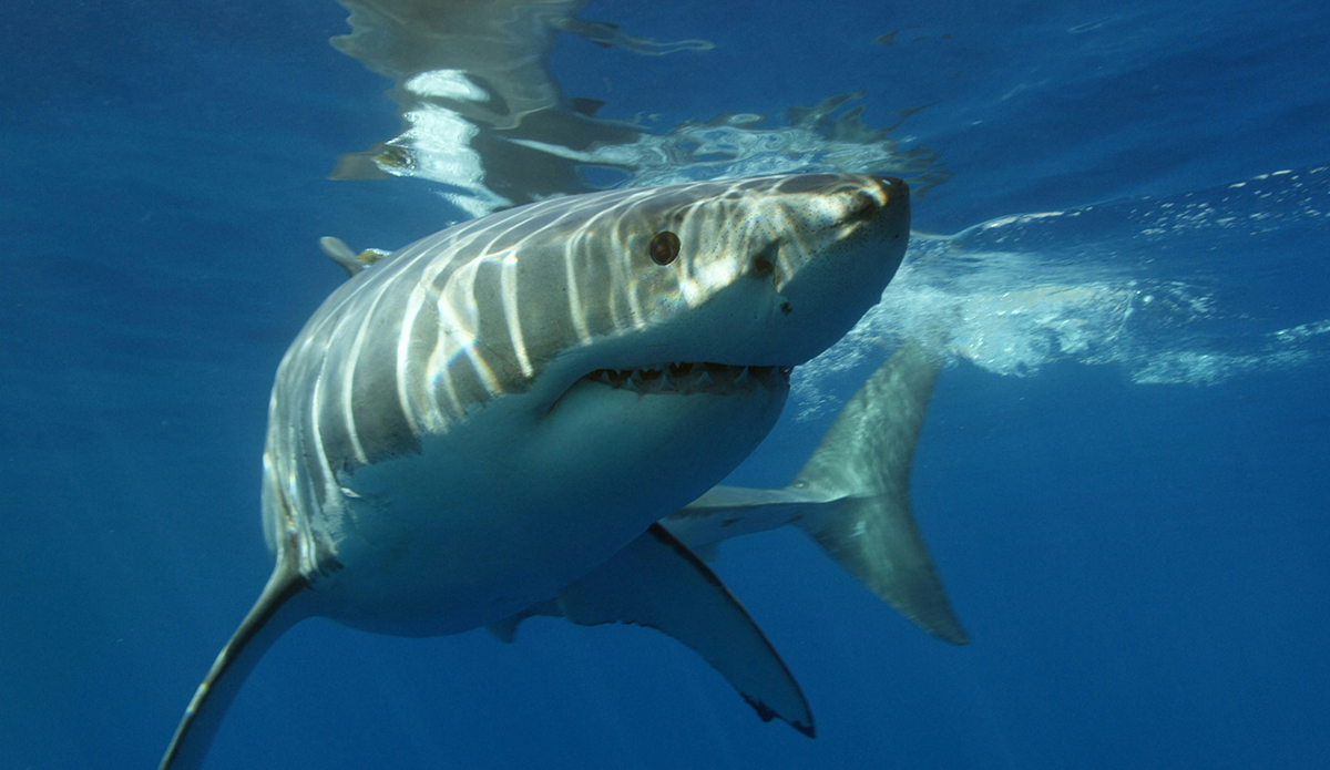 Australian Spearfisherman Killed by Shark, Second Attack in Just Over a ...