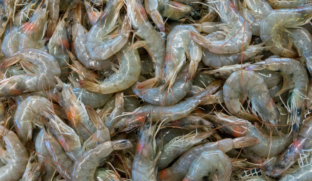 A Virus From Aquatic Animals Has Spread to Humans for the First Time Ever