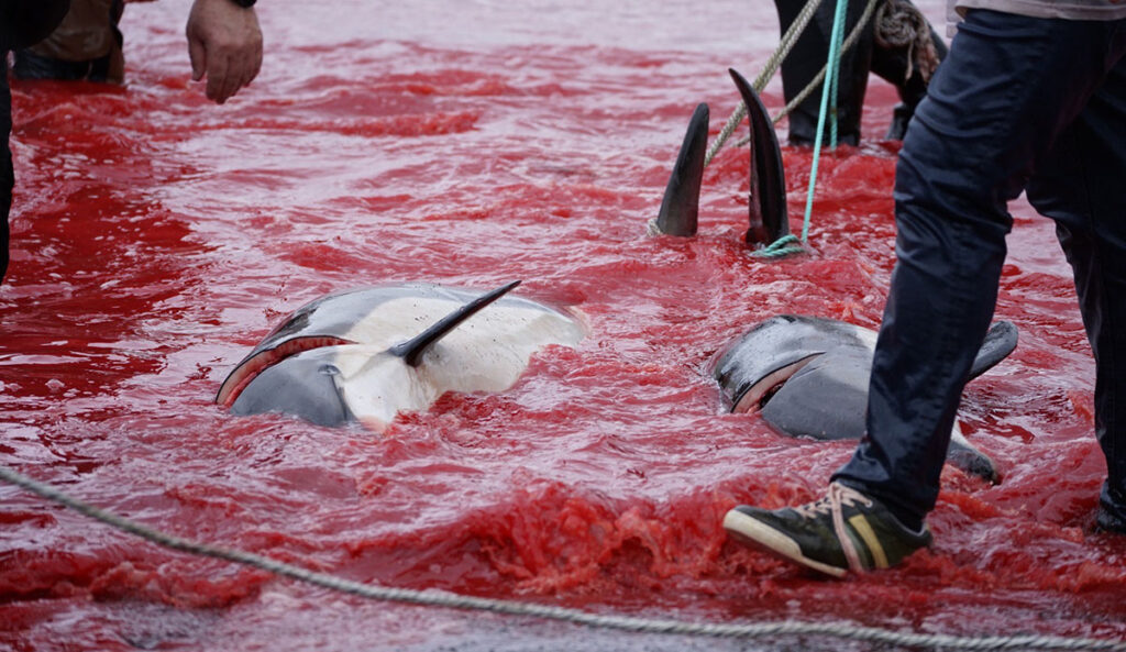 706 Dolphins Slaughtered In Bloody Faroe Islands Hunt