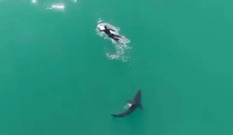 Drone Footage Shows Shark Circling Surfer In California