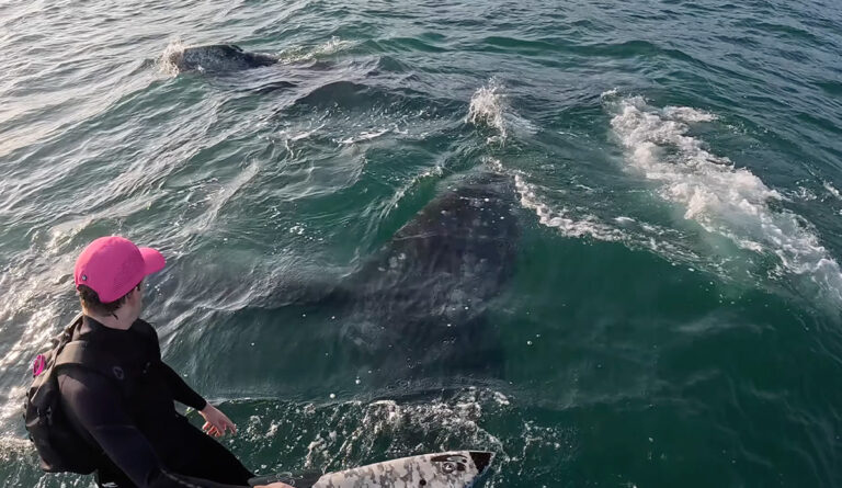 Foiler Who Was Chased by Shark Got Knocked Over by a Whale