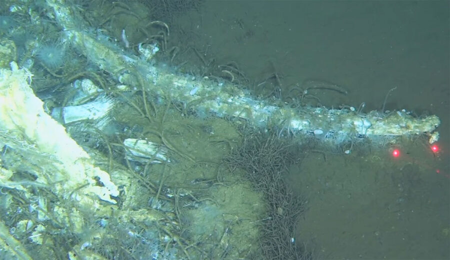 Massive Whale Graveyard Discovered Dating Back 5 Million Years