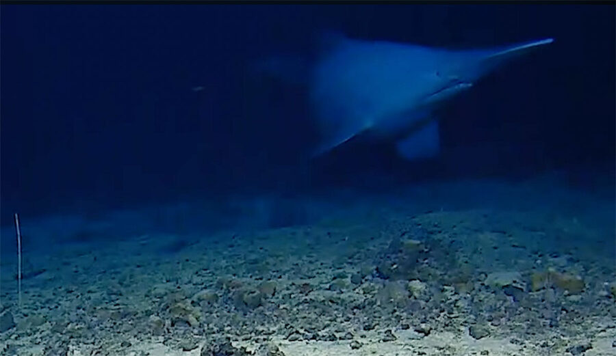 Eerie Footage of Goblin Shark In Its Natural Habitat Filmed for the ...