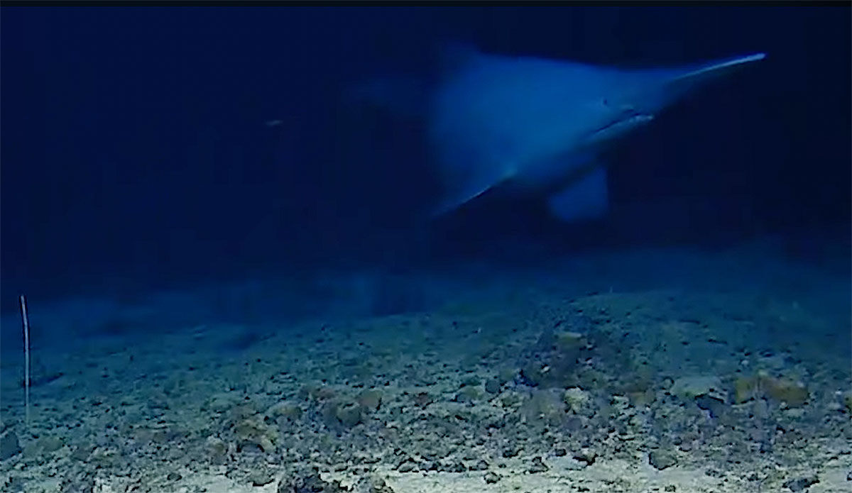 Eerie Footage of Goblin Shark In Its Natural Habitat Filmed for the ...