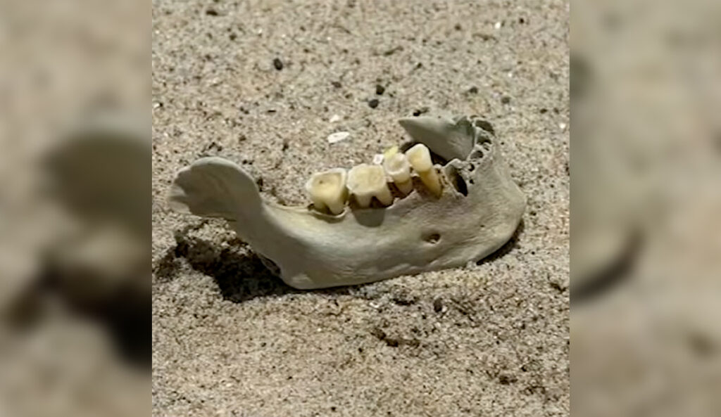 Human Bones Unearthed on Beach in San Clemente